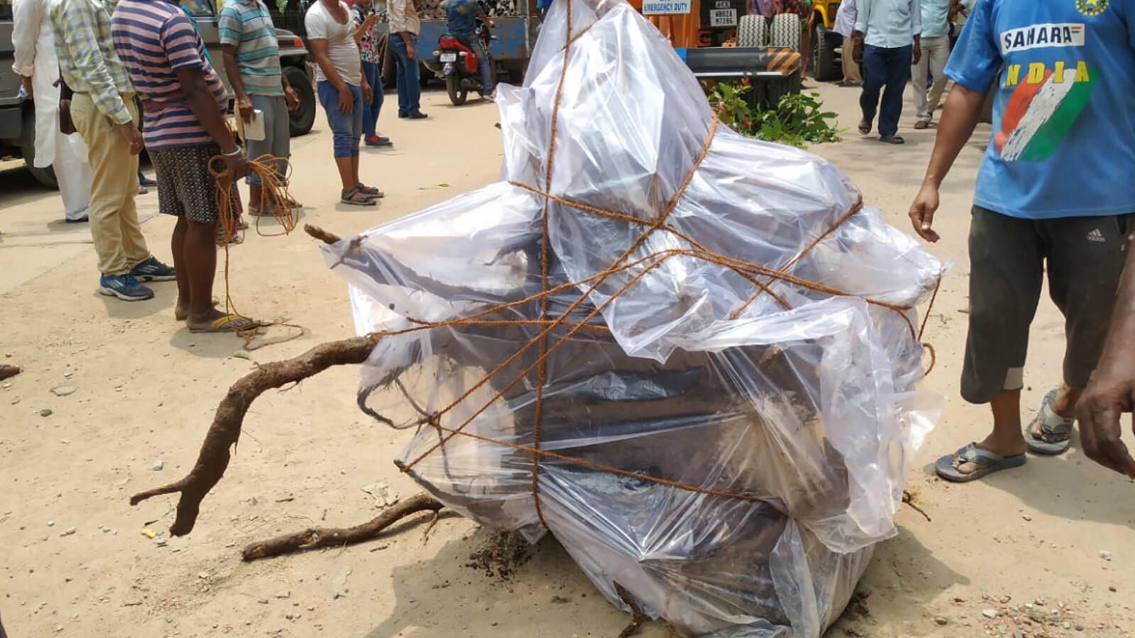 Haritaki tree replanted in a medical college campus Kolkata