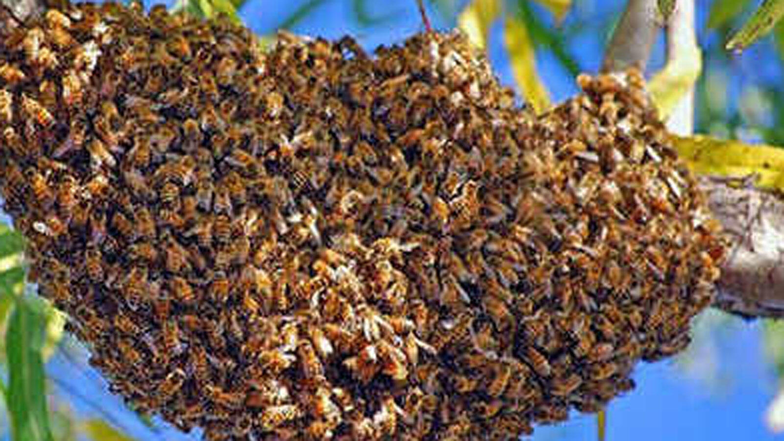 Bees attack Telangana school, 20 kids taken to hospital