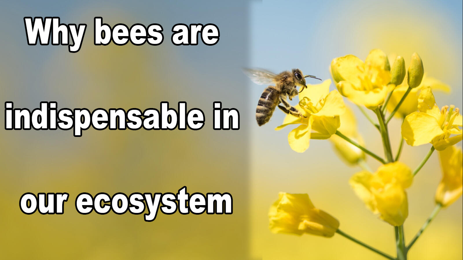 Why bees are indispensable in our ecosystem