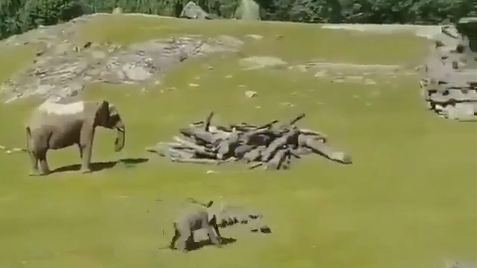 Watch: Baby elephant chases birds in this cute video going viral