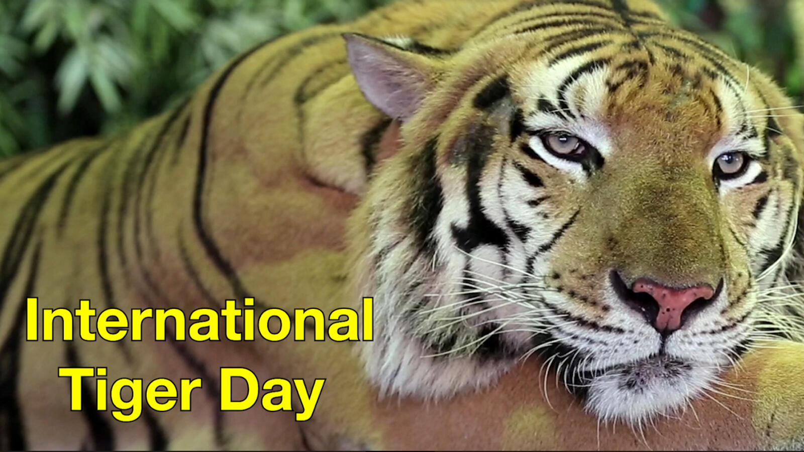 International Tiger Day to be celebrated on July 29