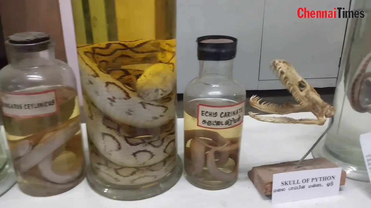 Snake photography exhibition at Government Museum
