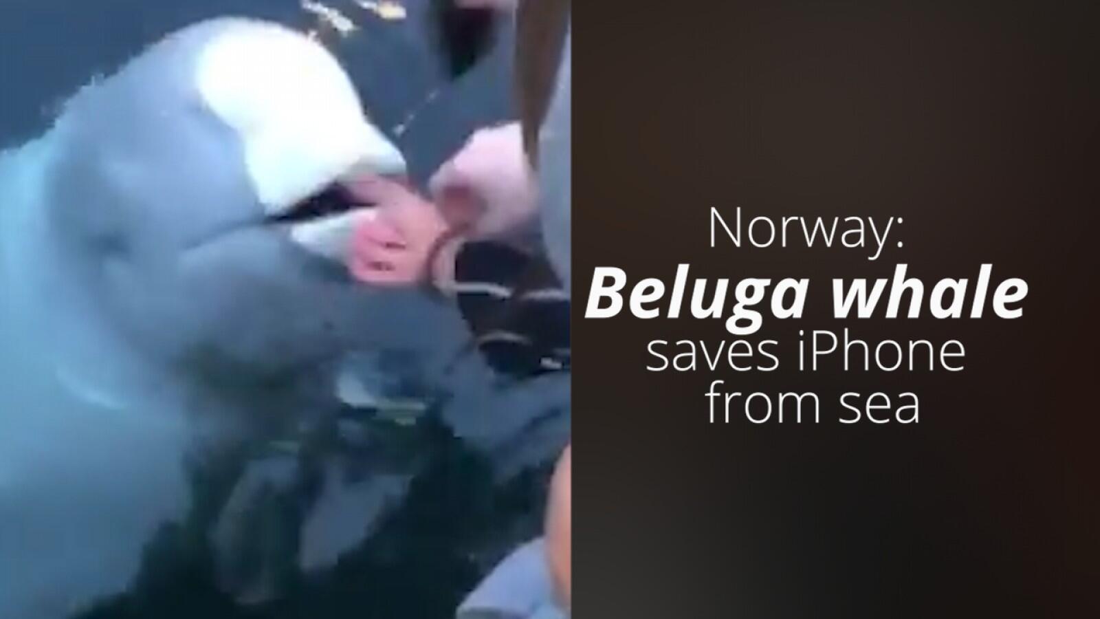 Watch: Beluga whale saves phone from the sea in Norway
