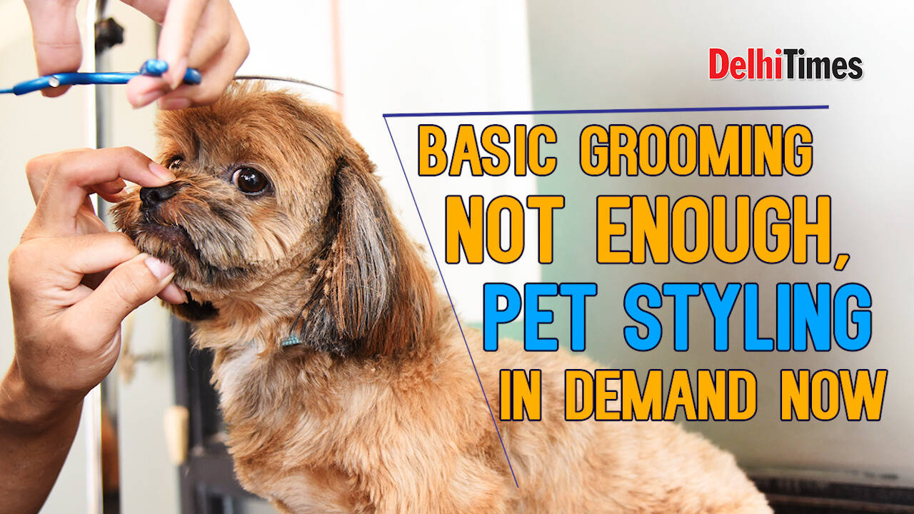 Basic grooming not enough, pet styling in demand now