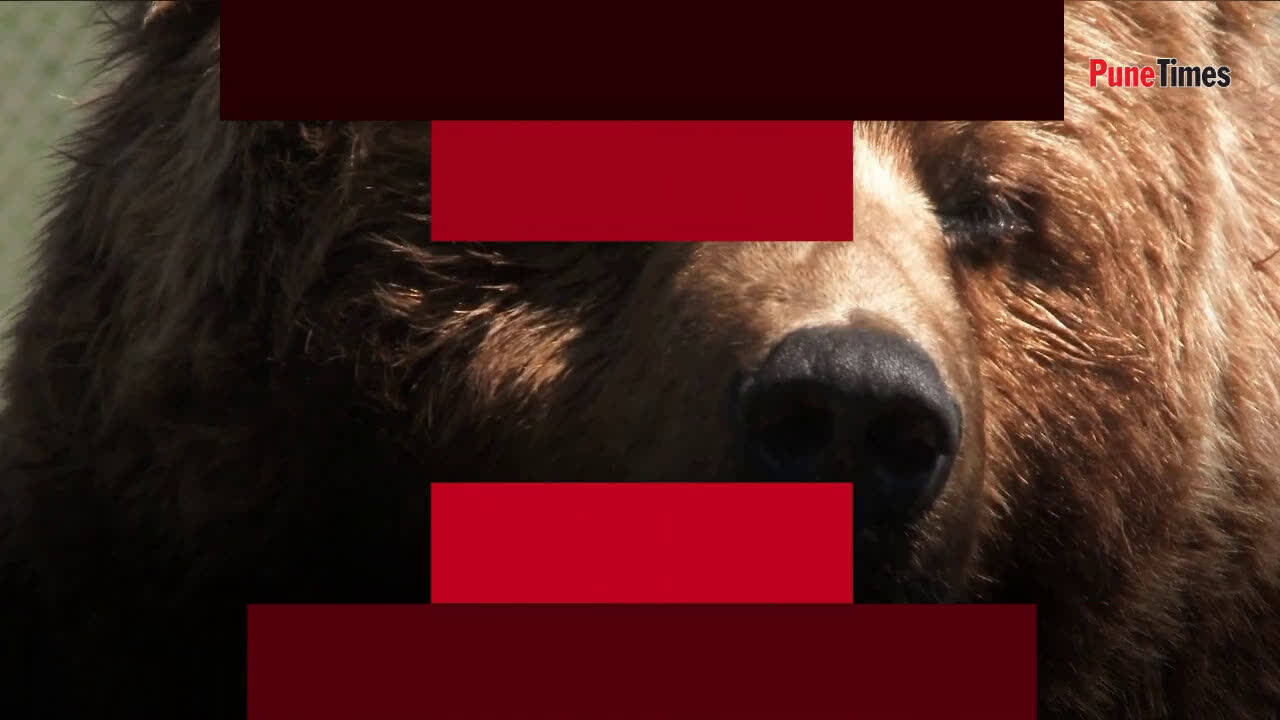 fight: Grizzly bears fight goes viral on internet