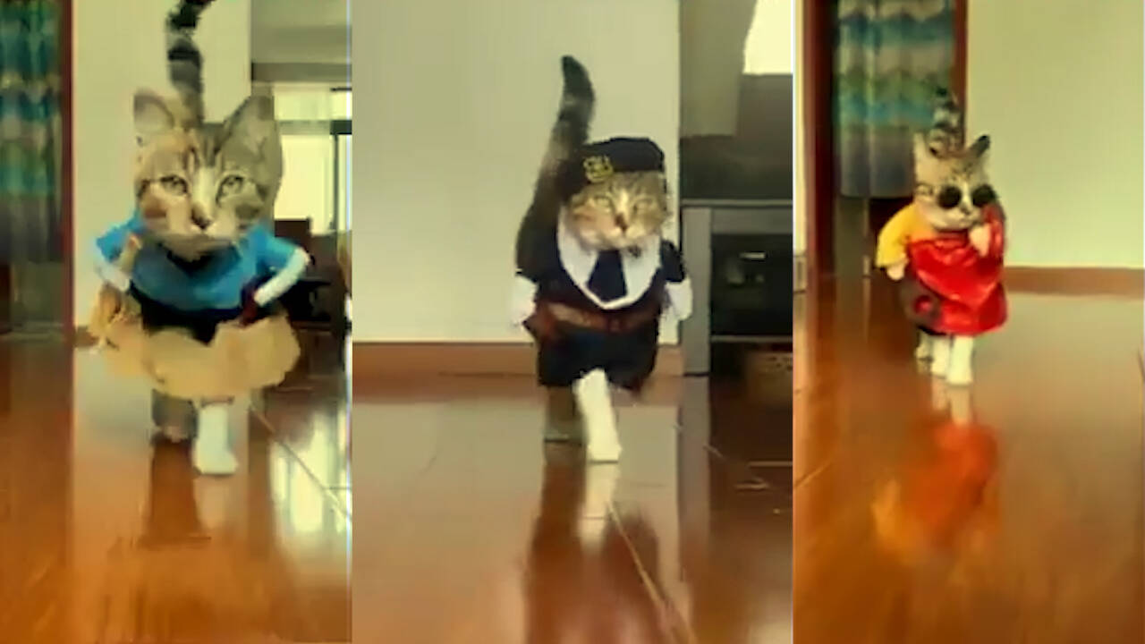 Watch: Cats doing an actual catwalk