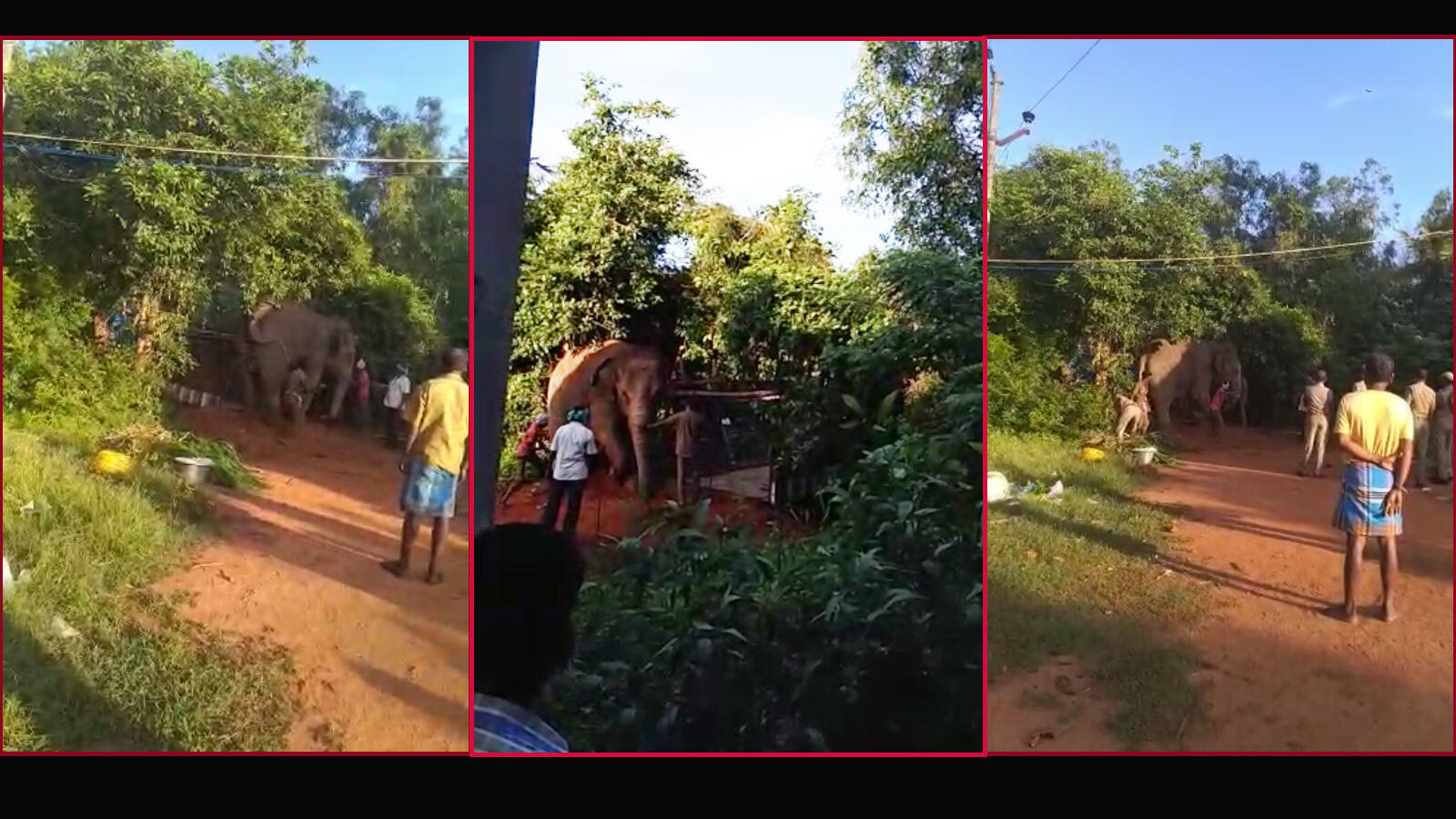 On cam: Men beat elephants in an attempt to relocate them