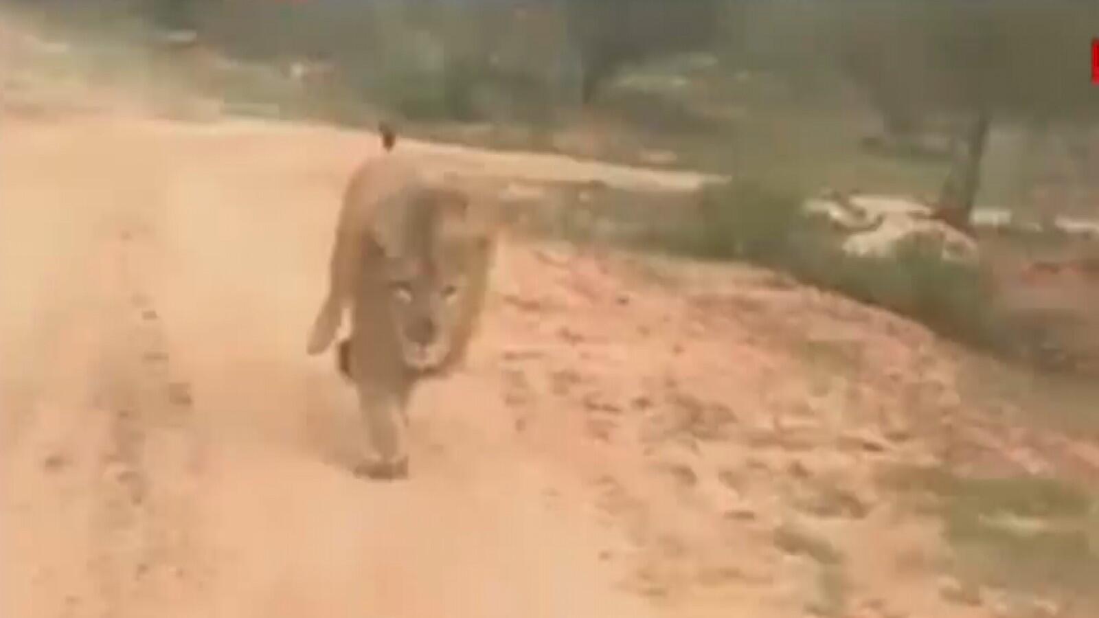 Watch: Lion chases tourists on safari in Karnataka’s Bellary