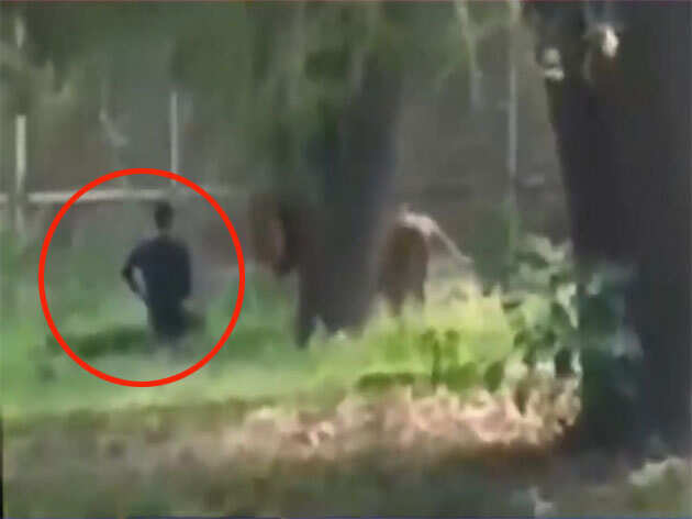 Watch: Man gets inside lion enclosure at Delhi Zoo