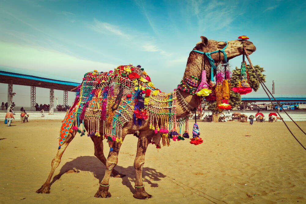 Pushkar Mela 2019: a gorgeous mix of colours and culture, Pushkar ...