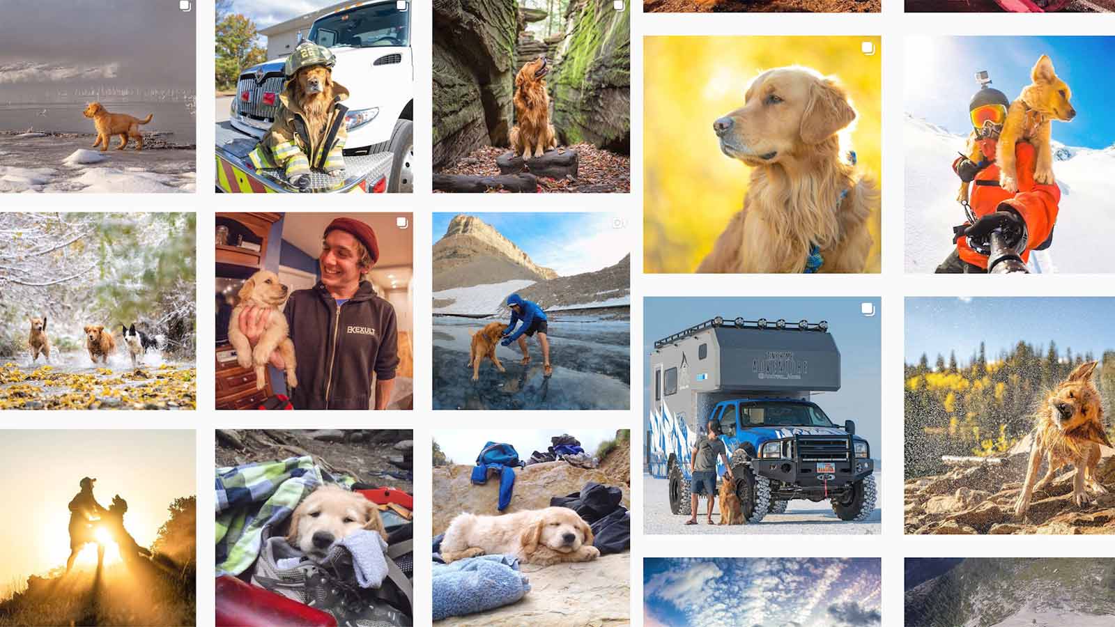 Ever seen an adventure dog like this one?