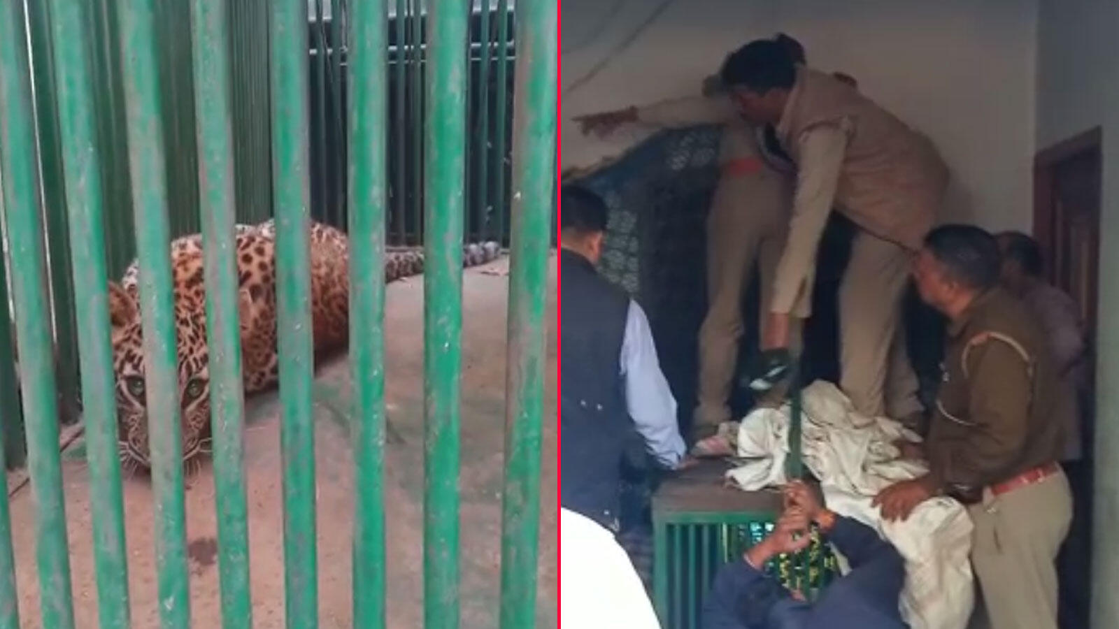 Leopard enters house in Dehradun, rescued after several hours