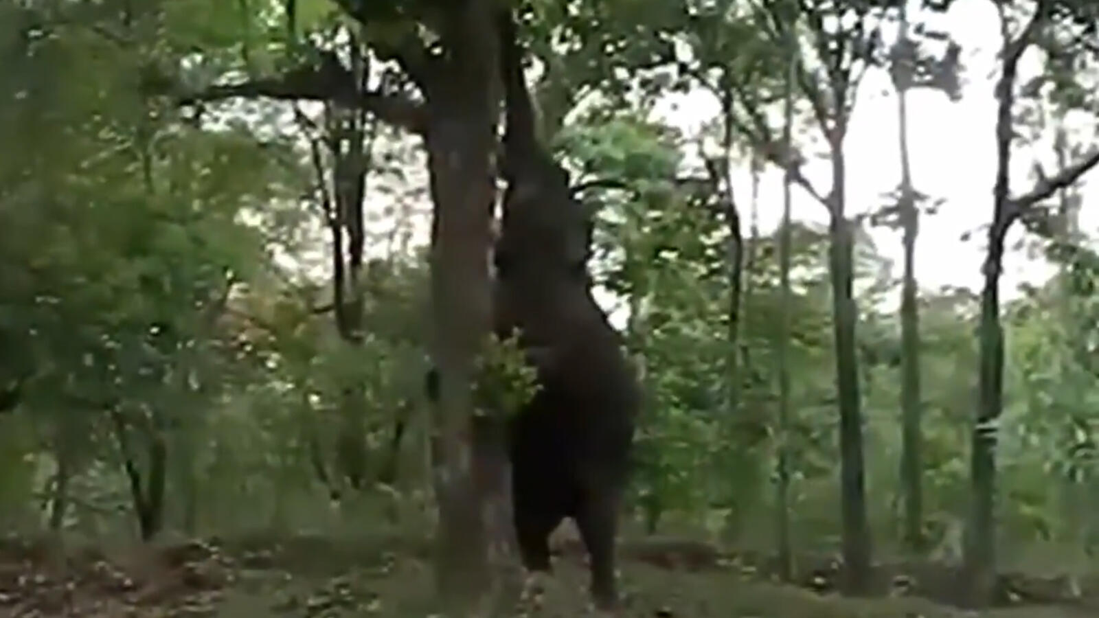 Jumbo effort: Elephant climbs tree for jackfruit