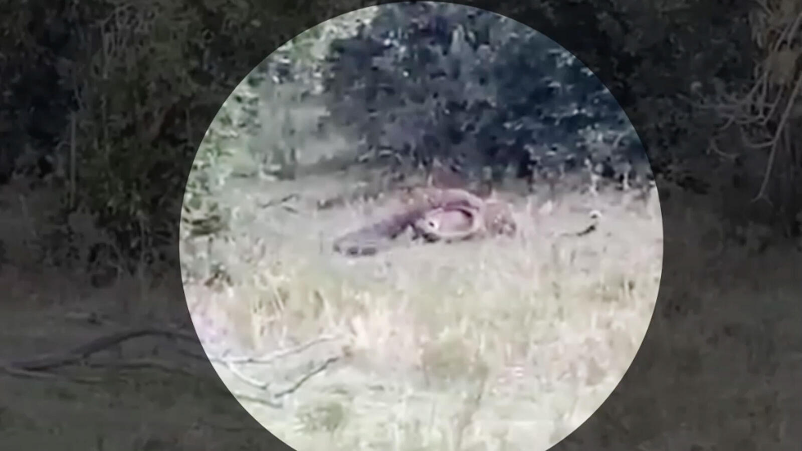 Python tries to prey on a leopard, deadly fight goes viral