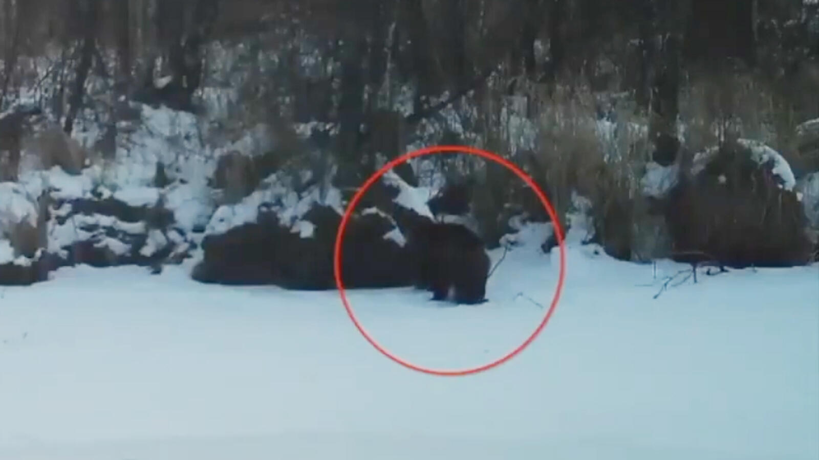 Wolverine spotted in China, video of the protected animal goes viral