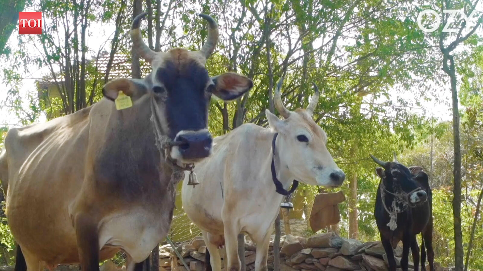 She’s Making Things Right if a Tiger Kills Your Cow