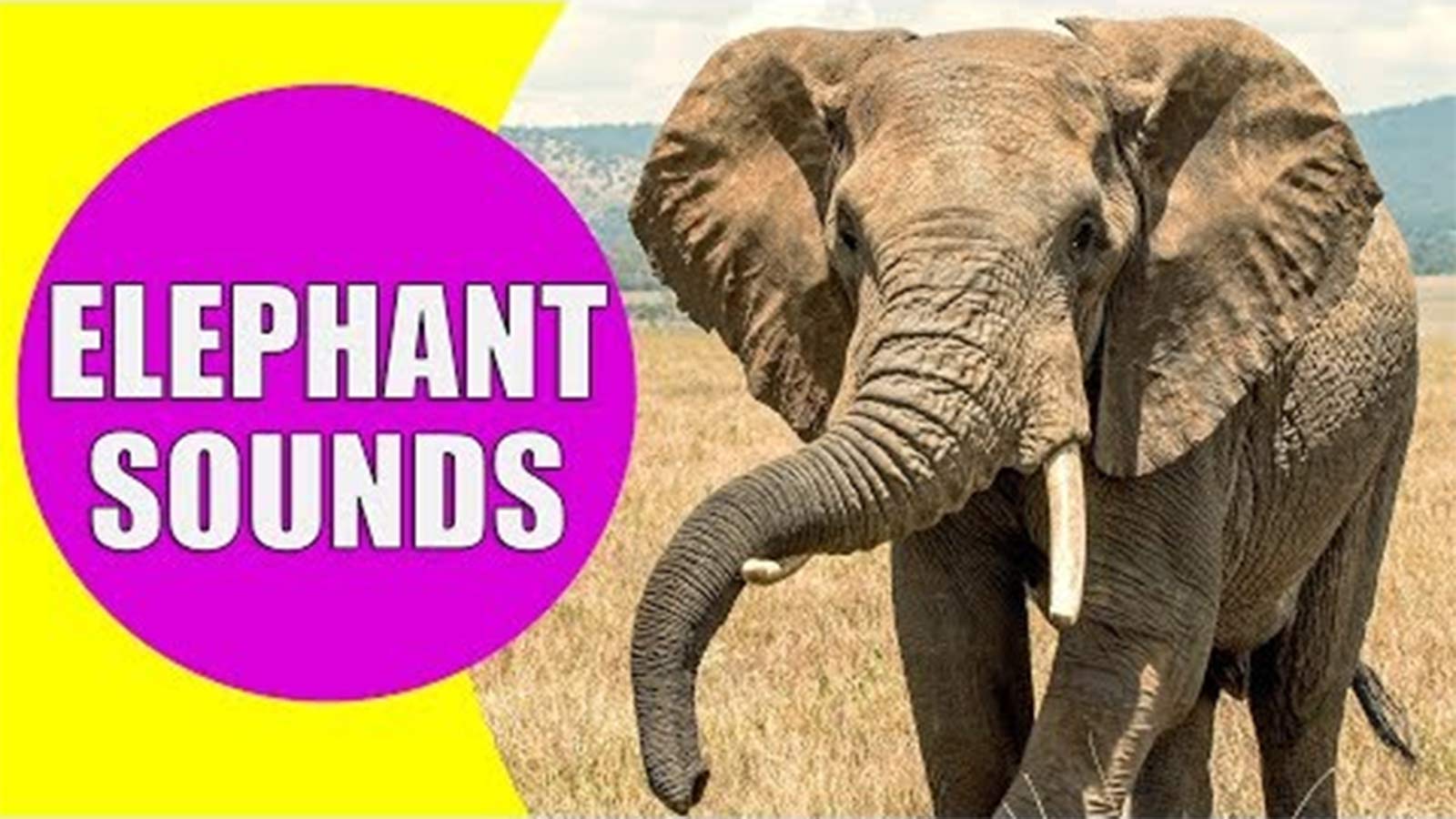Kids Learning Video 'Animal Sound Of Hatti (Elephant)' - Animal Sounds ...