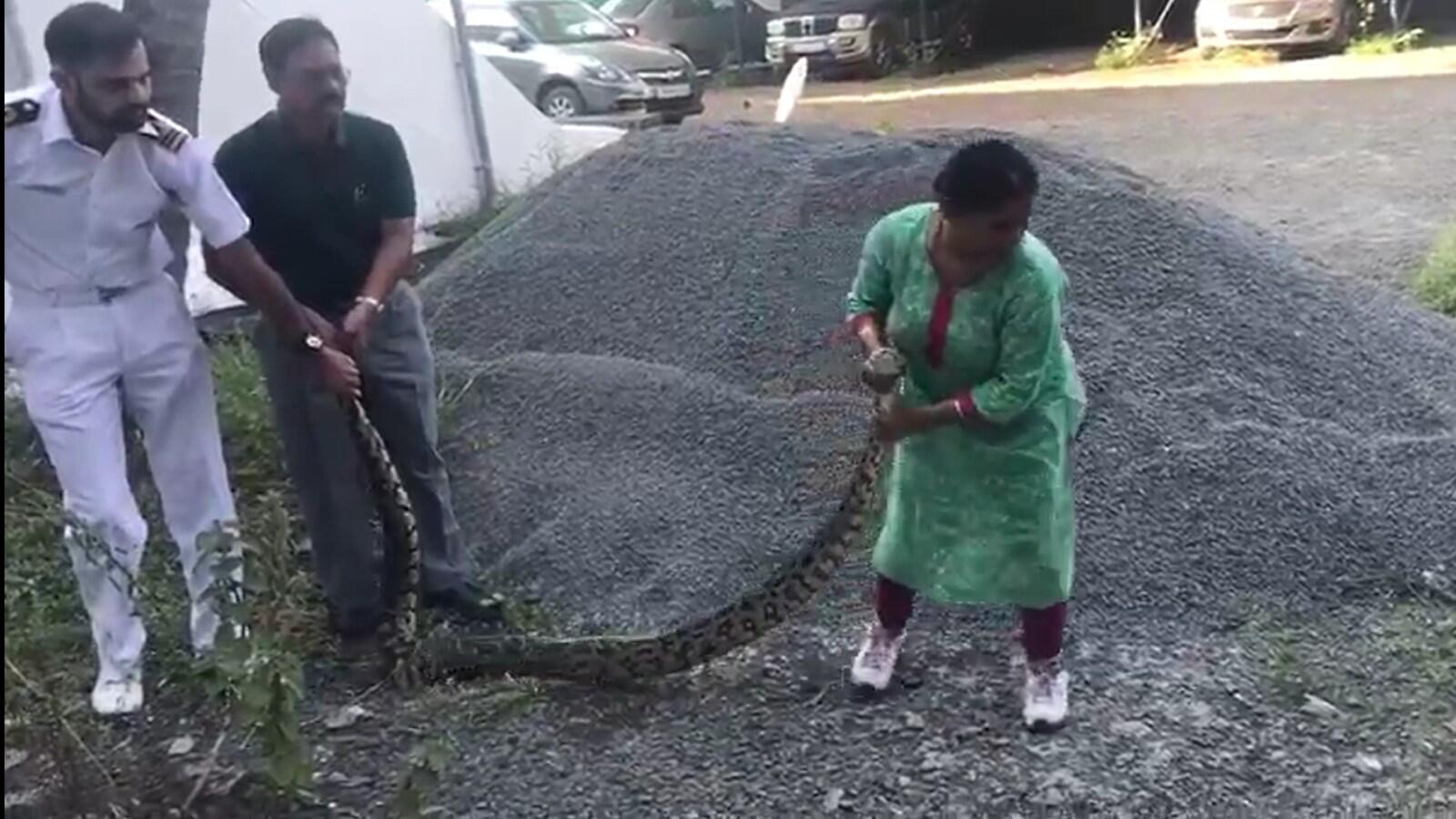 Watch: 60-yr-old Kerala woman rescues live python from Kochi Naval colony
