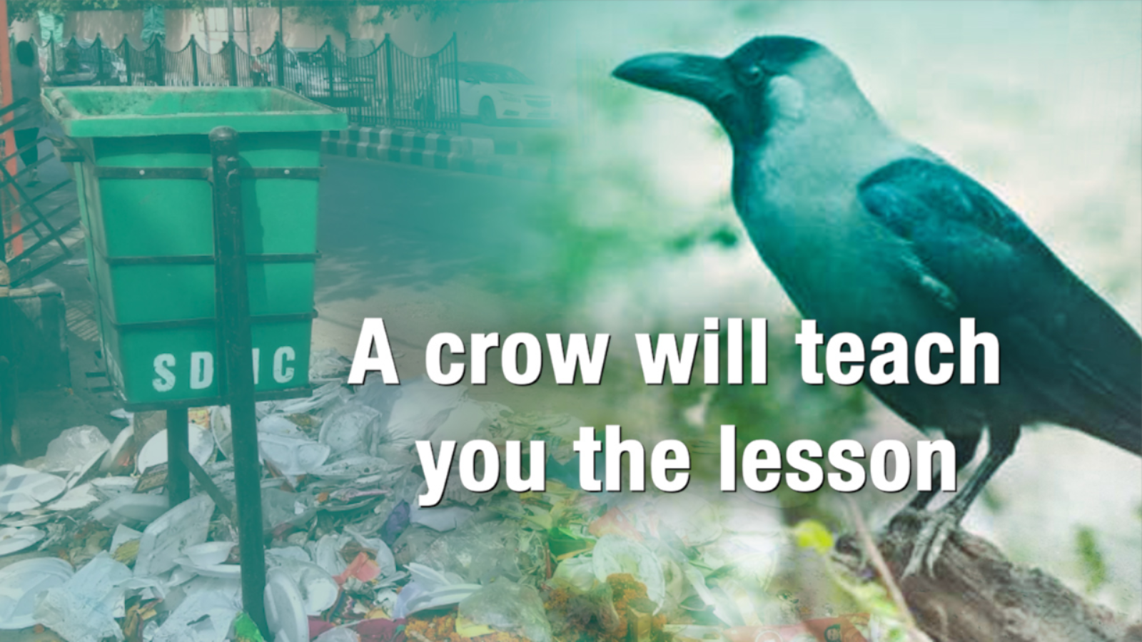 Watch: How a crow becomes teacher
