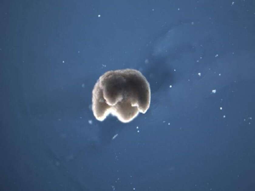 US scientists create the world's first-ever 'living robots'