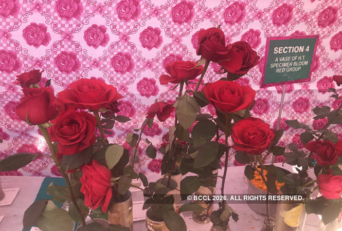 Rose lovers witness an enthralling showcase of rose varieties at the ...