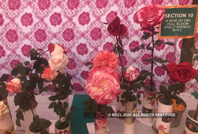 Rose lovers witness an enthralling showcase of rose varieties at the ...