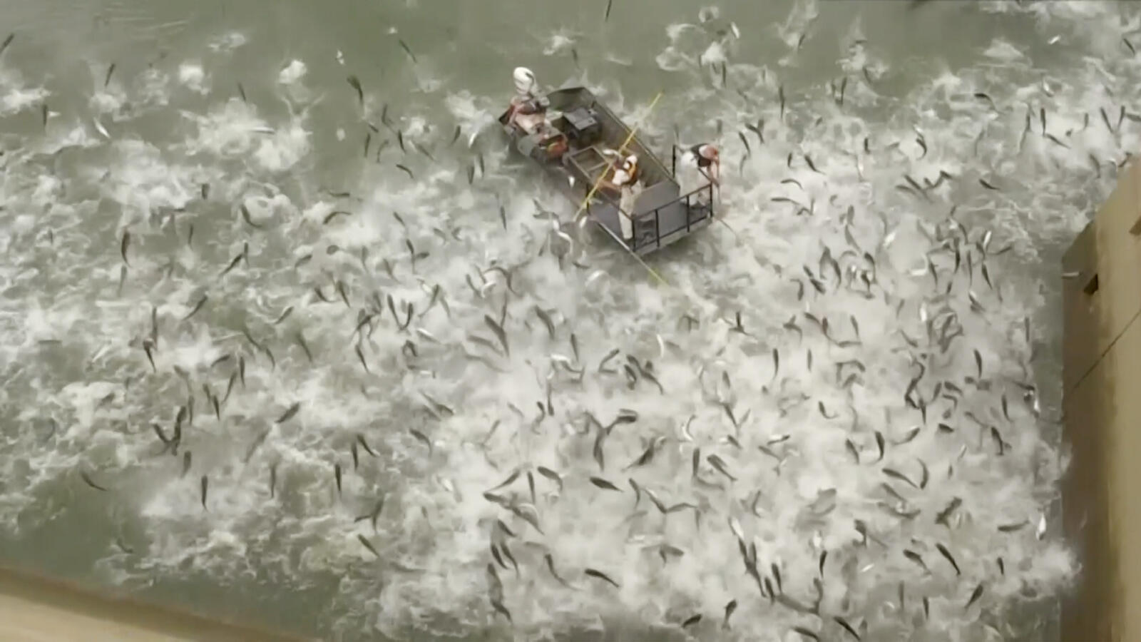 US: Technology helps to contain invasive Asian carp