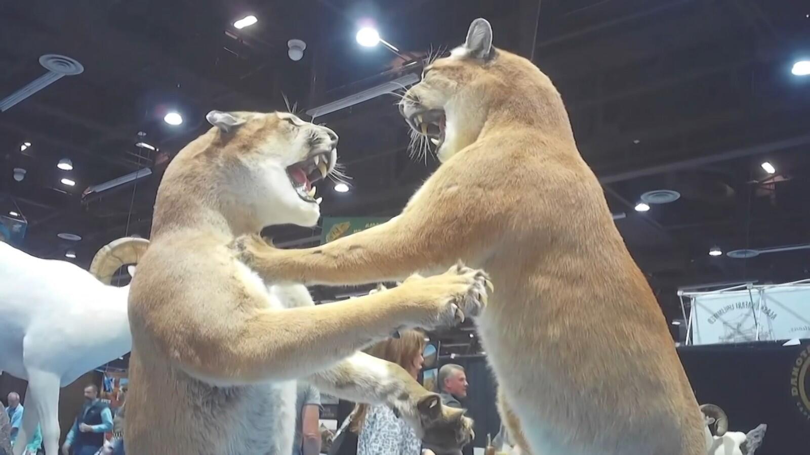 Humane Society exposes ‘captive-bred’ lion hunts in the US