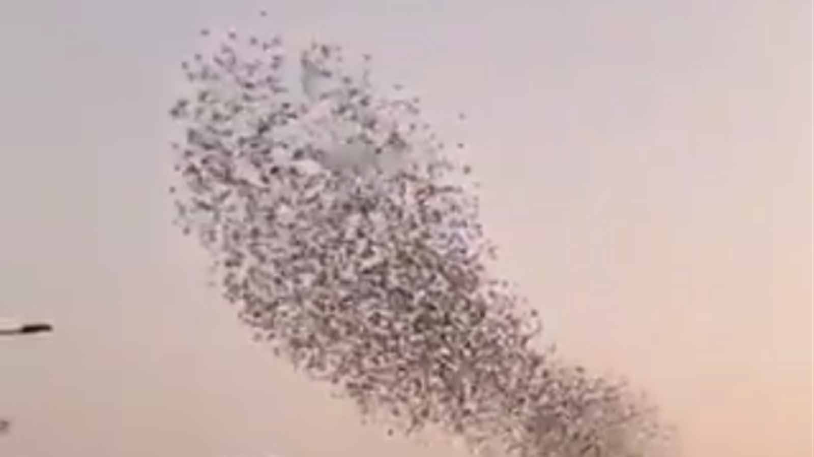 Watch: Hundreds of birds flocking together leave spectators spellbound
