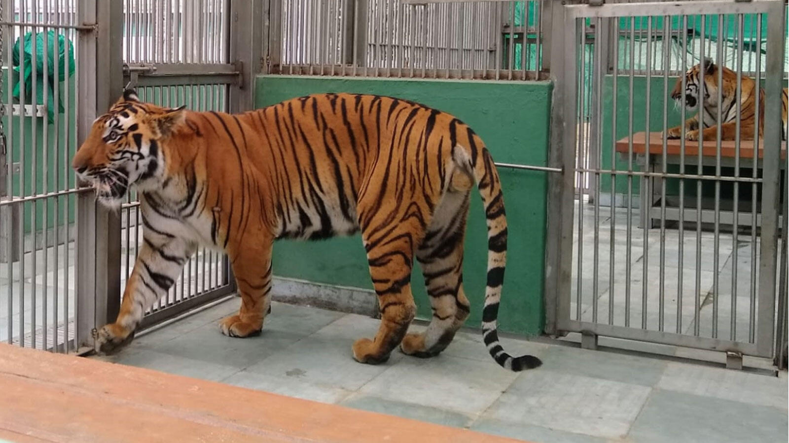 Watch: Mumbai's Byculla Zoo gets a pair of tigers