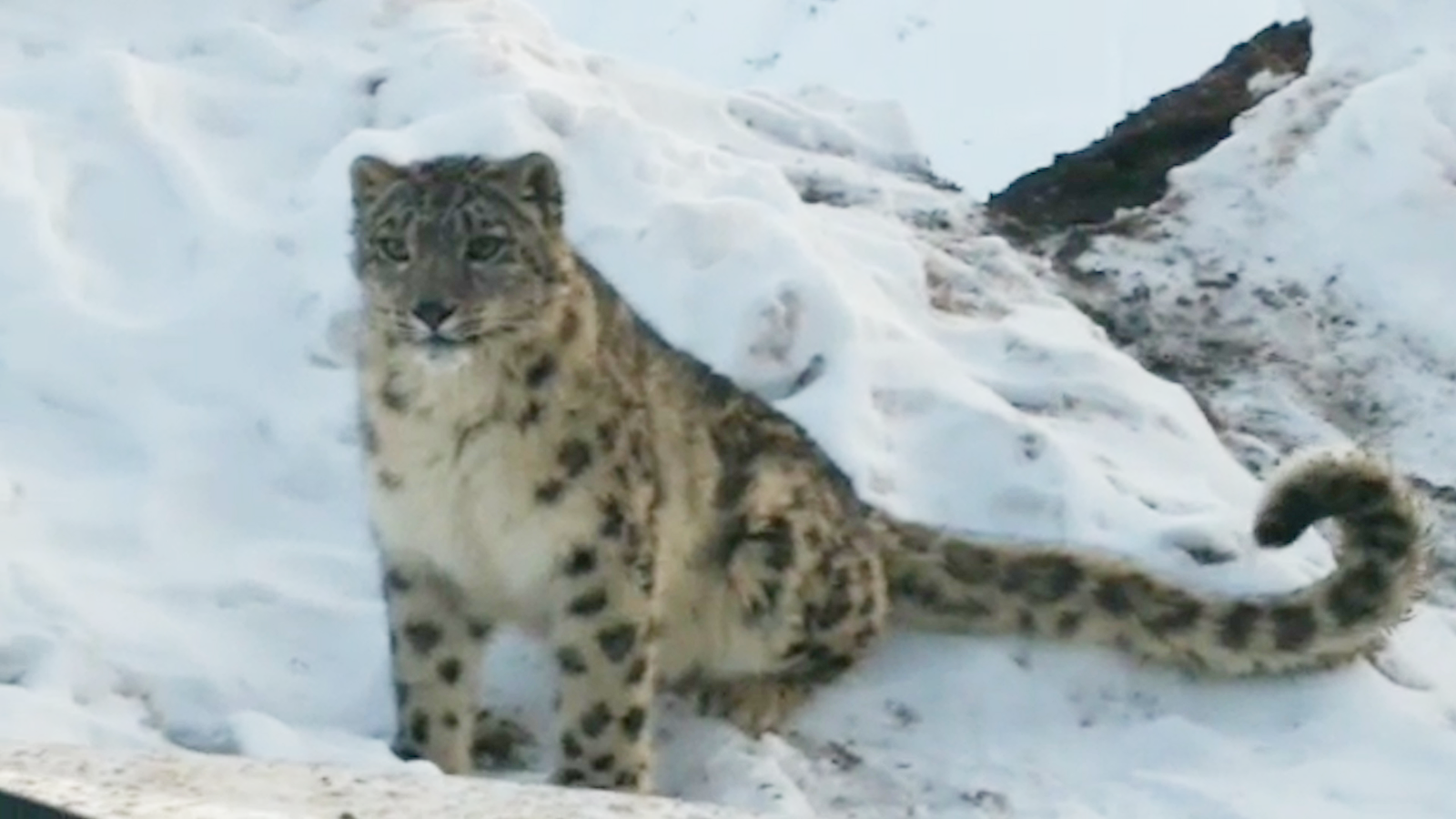 On cam: Snow leopard spotted in Spiti