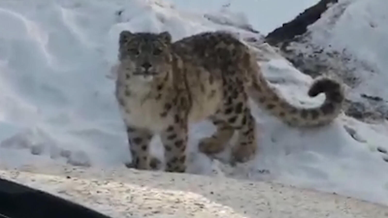 Magical: Snow leopard on a stroll