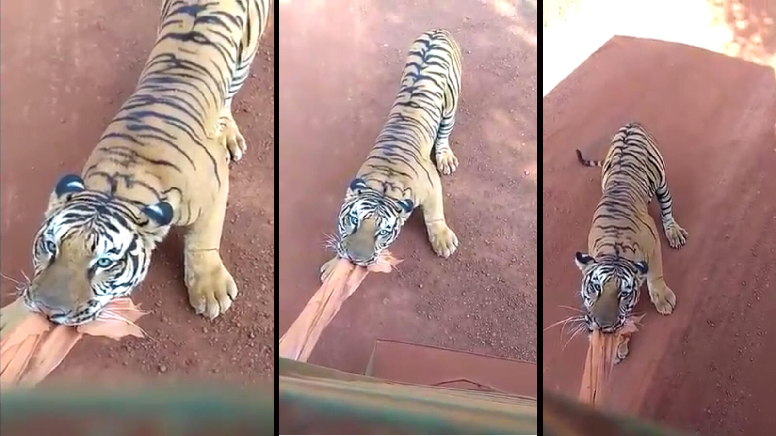 On cam: Tiger comes dangerously close to a tourist bus