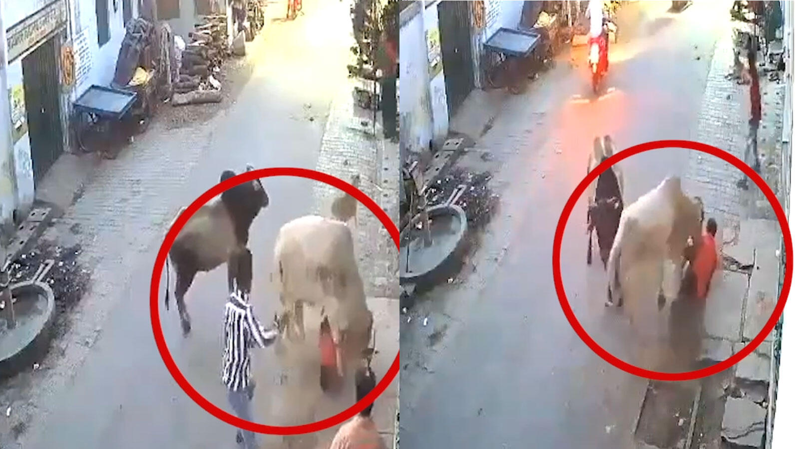 Stray bull attacks man on UP street, victim severely injured