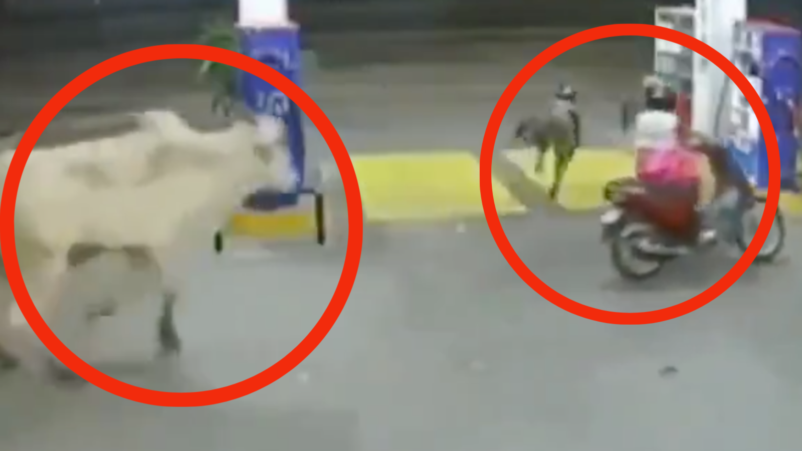 On cam: Lucky escape for two as stray cow chases two-wheeler, attacks ...