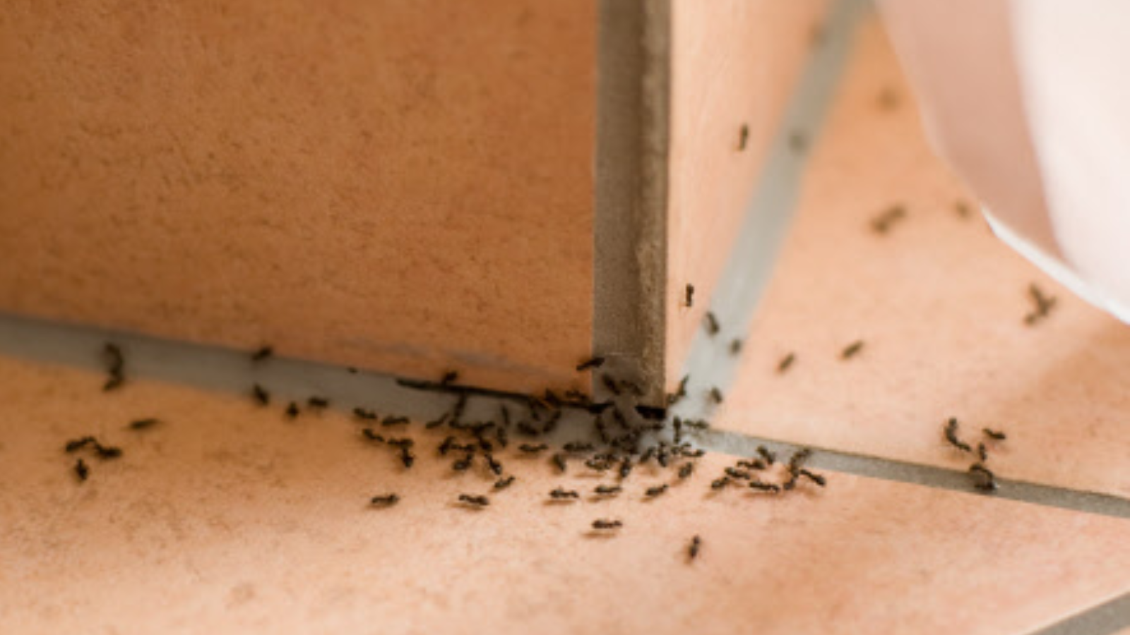 Watch: How ants defend themselves