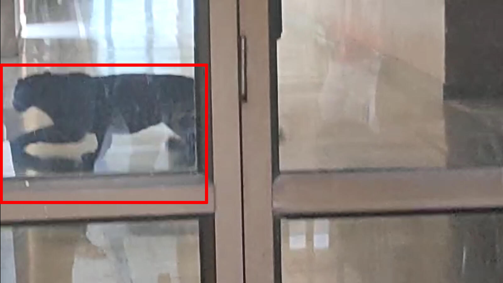 Leopard enters into school in Rishikesh, 1 forest staff injured during ...