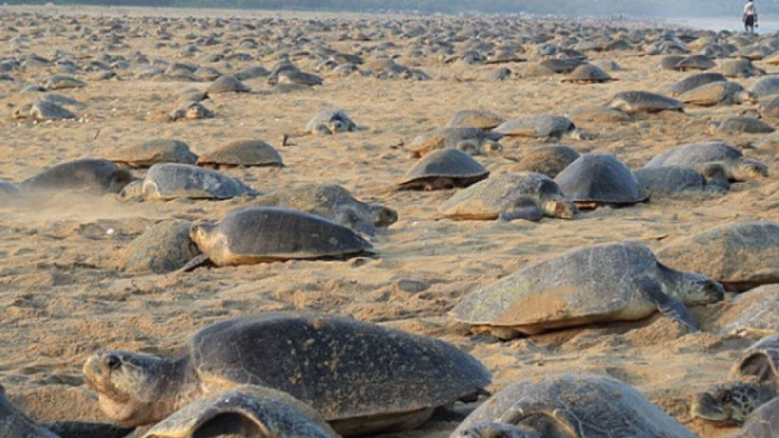 Covid-19: Lockdown poses no human threat to Olive Ridley turtles in Odisha