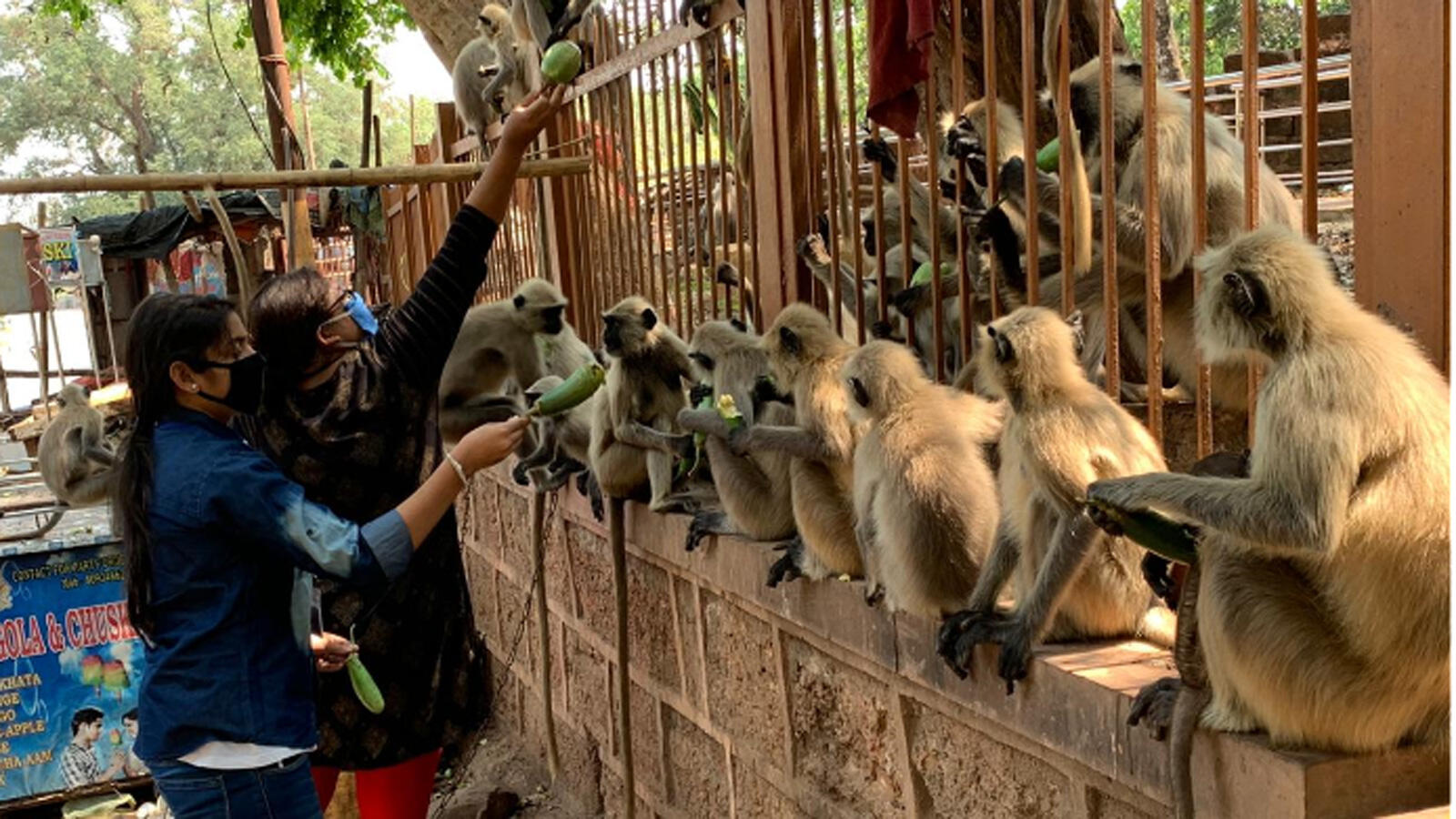 Covid-19: ‘People For Animals’ volunteers feed stray animals during ...