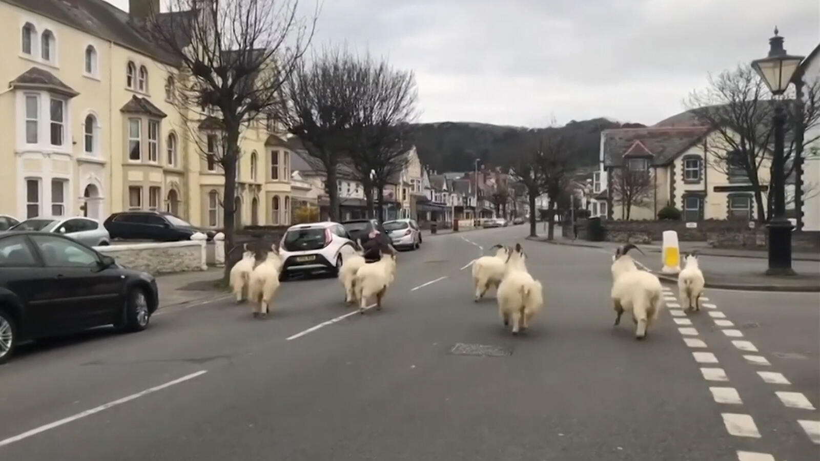 Covid-19: Goats roam UK streets while virus keeps humans home