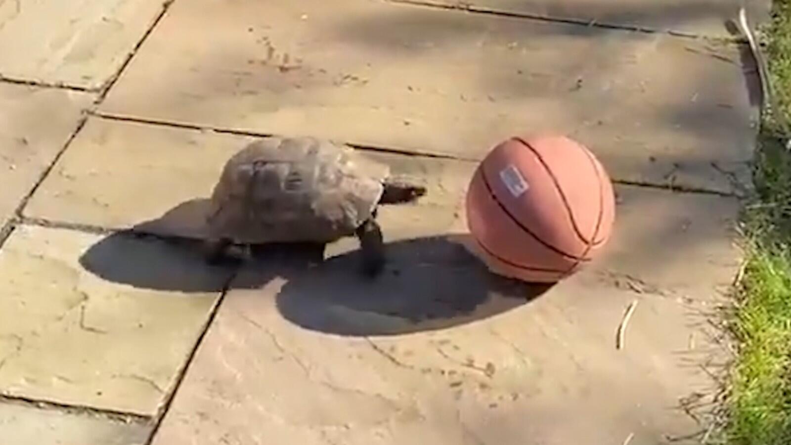 When a turtle becomes a player