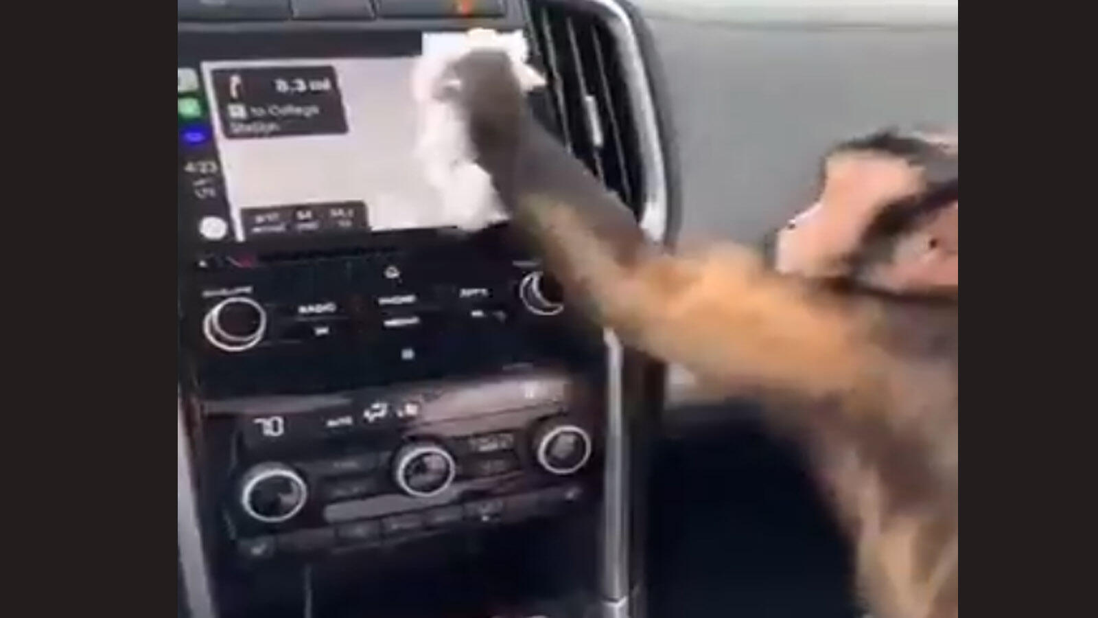 Monkey cleans car dashboard, video goes viral