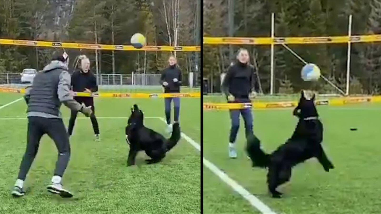 Volleyball: Dog ready to challenge you