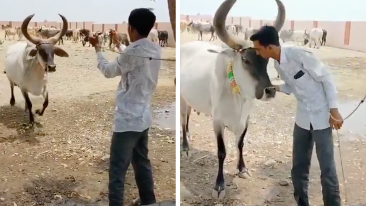 When a cow came forward to rescue its human friend