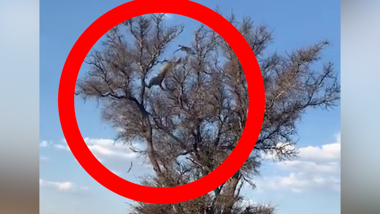 Watch: Leopard catches airborne monkey on a tree