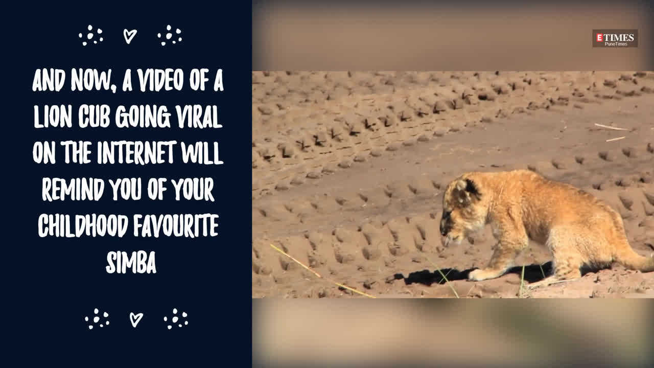 lion cub: Check out the real life Simba!