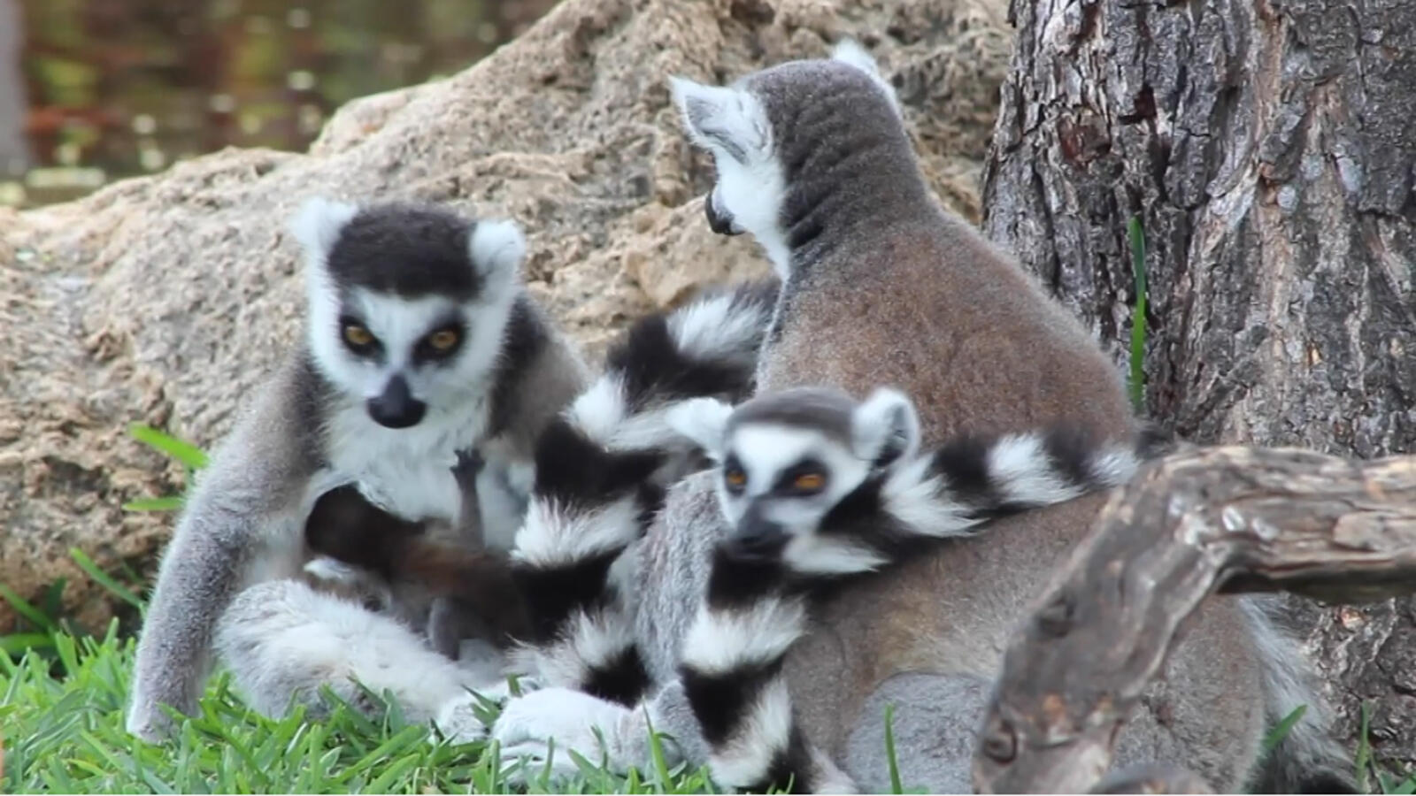 Honolulu zoo celebrates birth of baby lemur twins