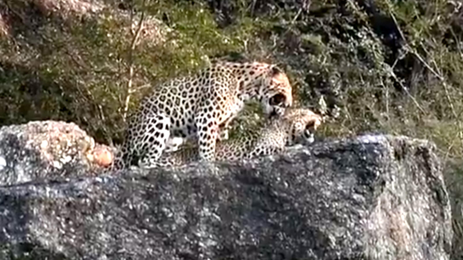 Watch: Rare video of leopards mating