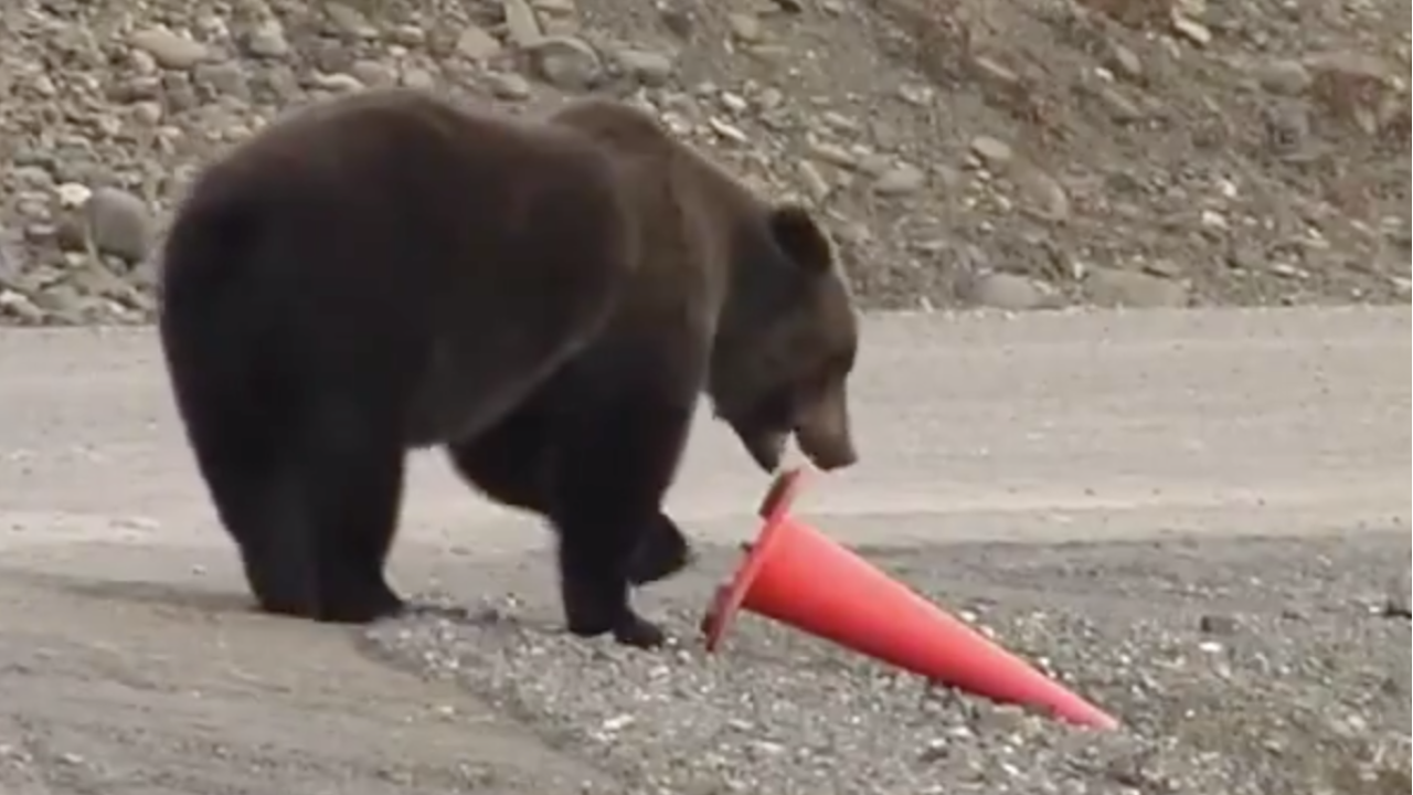 Watch: When even animals do the ‘bear’ minimum to follow traffic rules