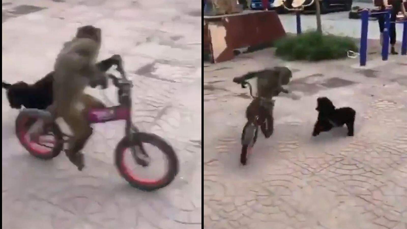 A Dog chased a monkey and then this happened